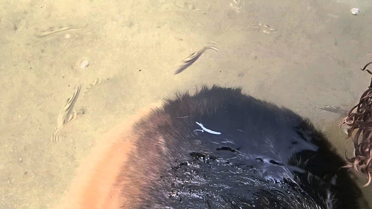 Fish and Corgi - YouTube