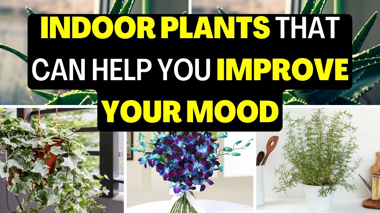 Indoor Plants That Can Help You Improve Your Mood - YouTube