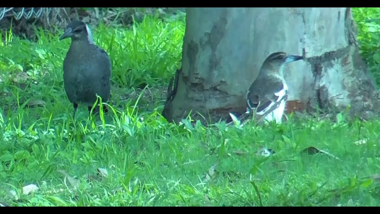 Baby Australian Magpie chasing after Baby Pied Butcherbird - YouTube