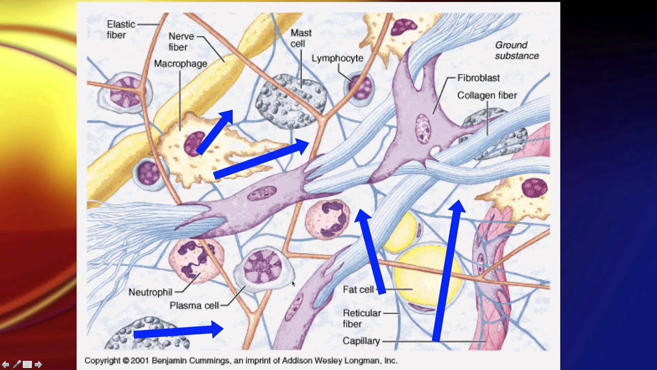 Tissues Part 2 - YouTube