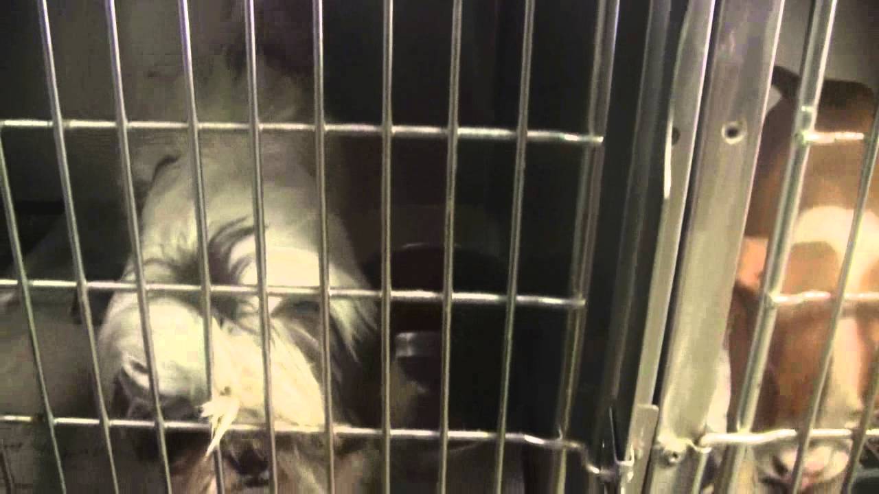 Small Dogs video 1 - YouTube