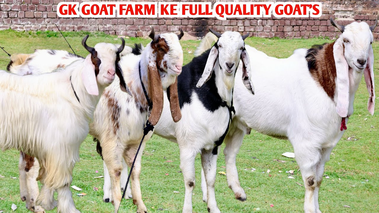 Full Quality Wale Bakre At GK Goat Farm - YouTube