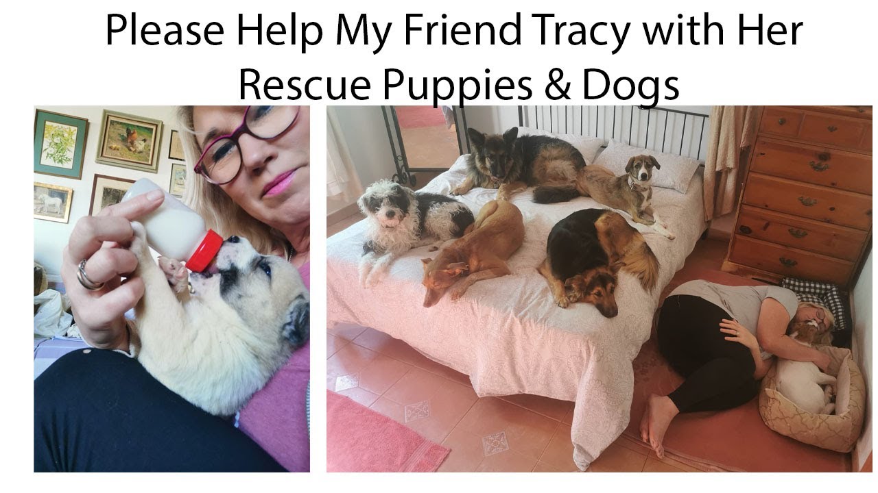 My Friend Tracy Needs Your Help with Her Rescue Puppies & Dogs - YouTube