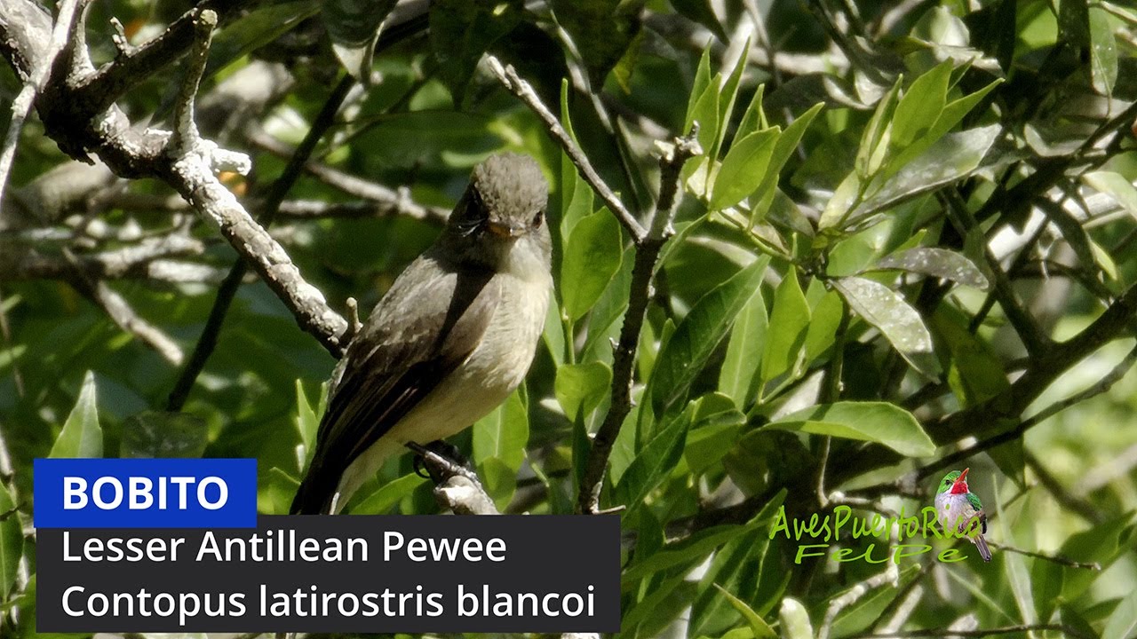 BOBITO de Puerto Rico (Lesser Antillean Pewee, Contopus latirostris ...