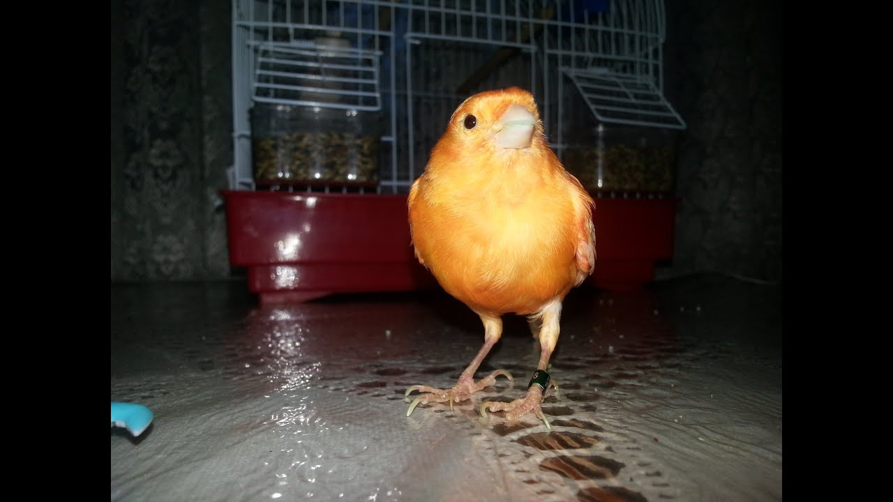 CANARIO ADIESTRADO / TRAINED CANARY 39 EZRA. Cómo adiestrar a tu ...