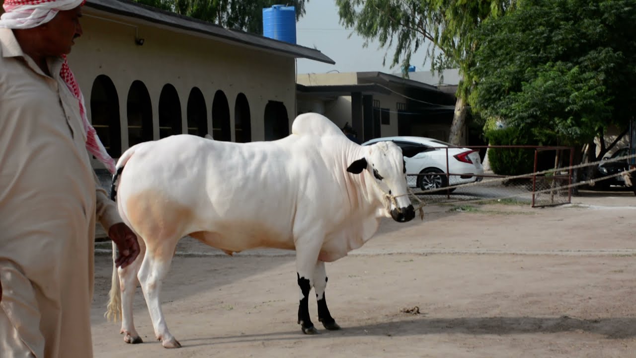 Dhani Bulls Lovers || Gulf Cattle Farm || House Of Dhani BUlls ...