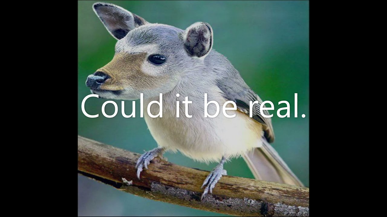 Their exists fake animals online - YouTube