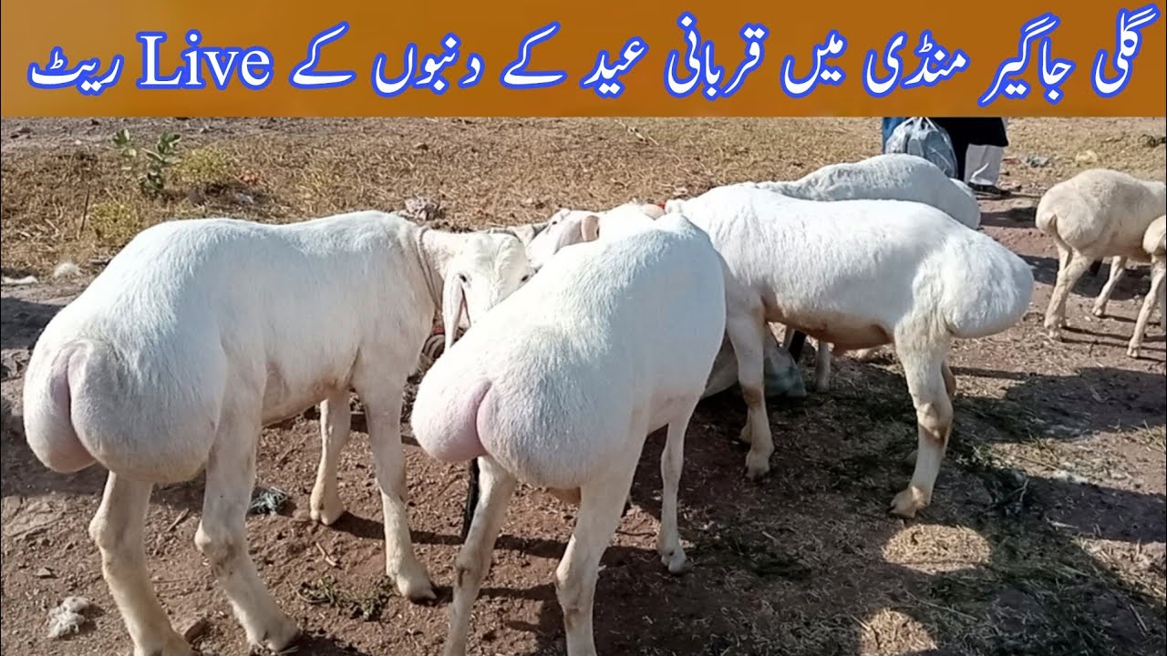 Best Turkey Dumba Collection For 2023 | Dumba Mandi Gali Jageer ...