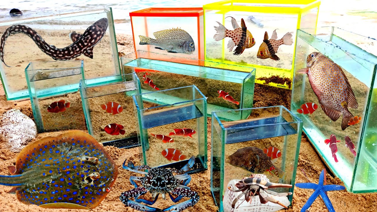 Menemukan banyak hiu tutul dan ikan hias laut, ikan nemo, ikan pari ...