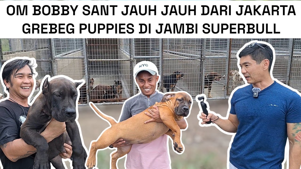 TEMANI BOBBY SANT GREBEG ANAKAN ANJING RAKSASA DI JAMBI SUPERBULL ‼️ ...