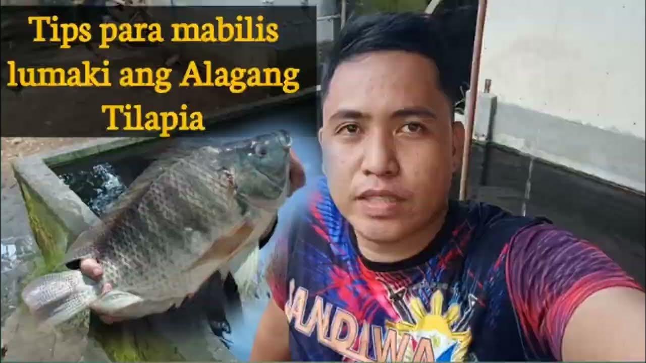 TIPS PARA MABILIS LUMAKI ANG ALAGANG TILAPIA - YouTube