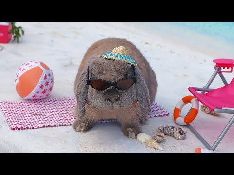 BUNNY BEACH BUM - Super Adorable!
