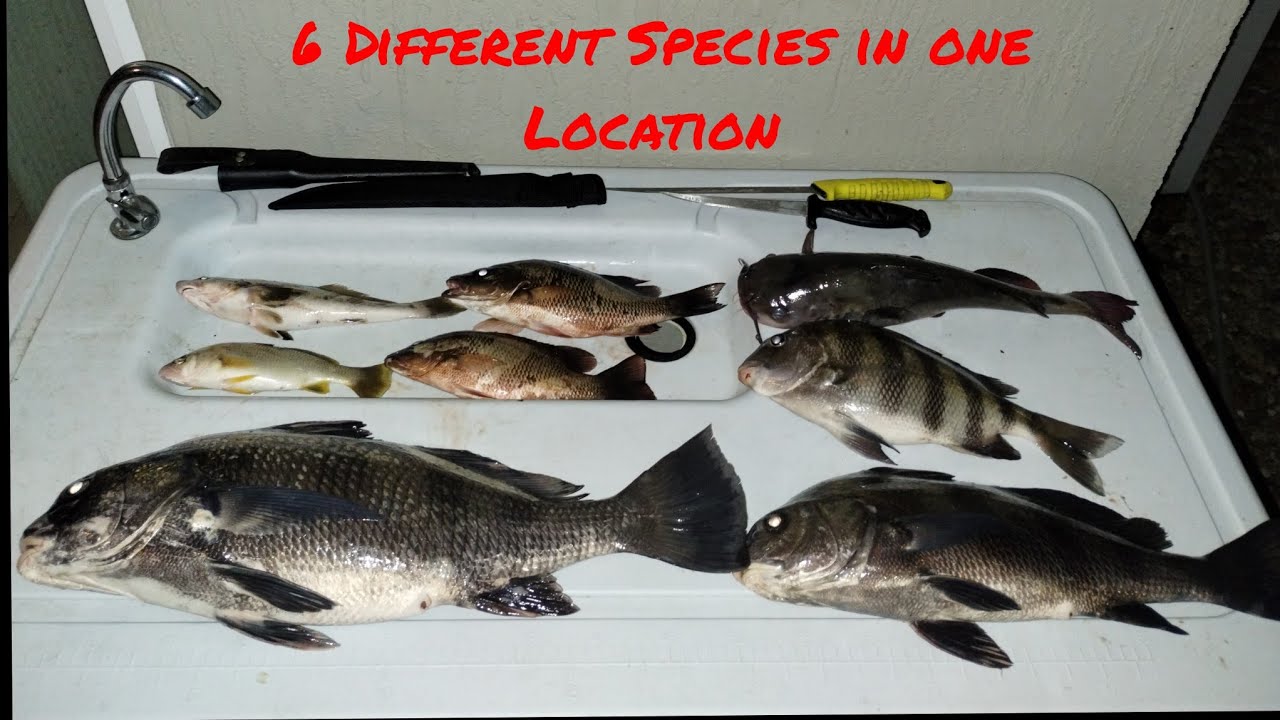 Experience Catching Multiple Fish in the St. John River - 6 Different ...