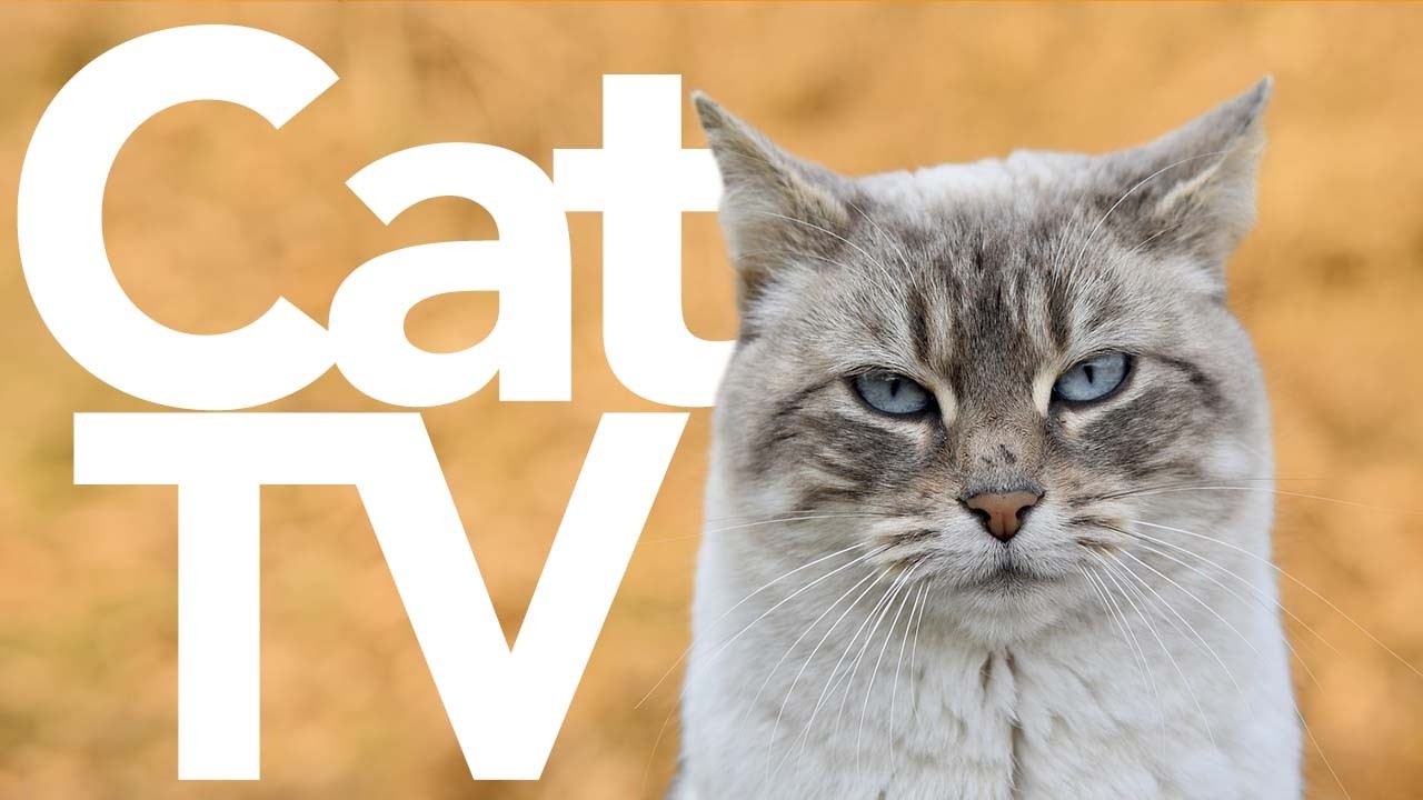 CAT TV - Entertainment For Cats to Help Anxiety and Boredom! (16 Hours ...