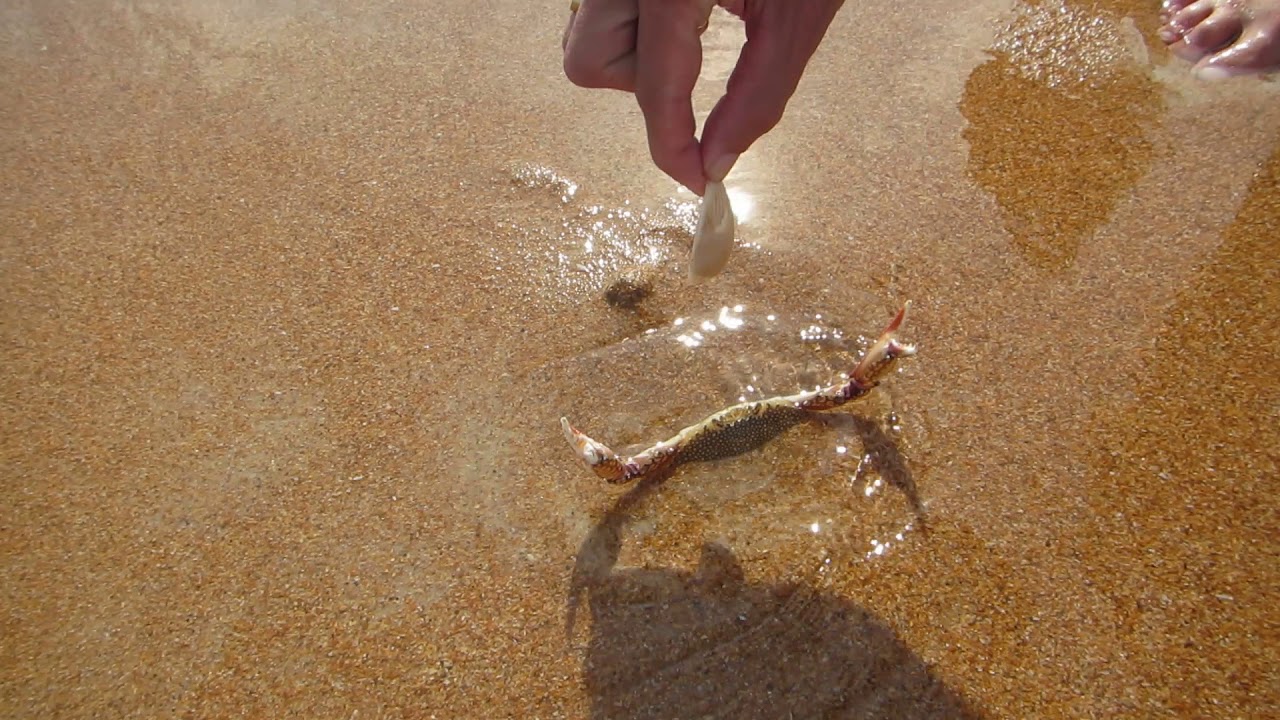 Crab attacks beach goer - YouTube