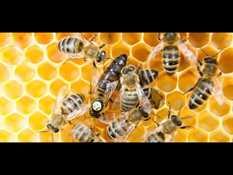 Arılar ve arıların yaşam düzeni ARICILIK 1.BÖLÜM [eskilerden]