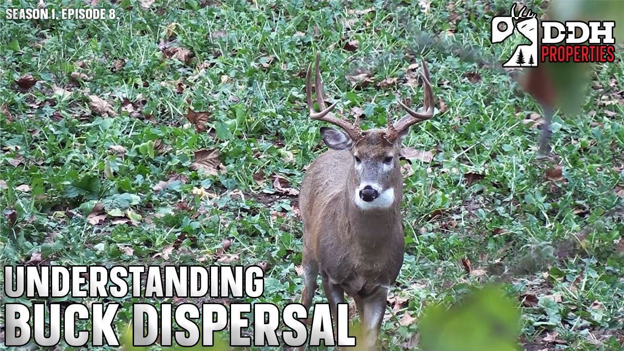 Big Buck Dispersal | DDH Properties - YouTube