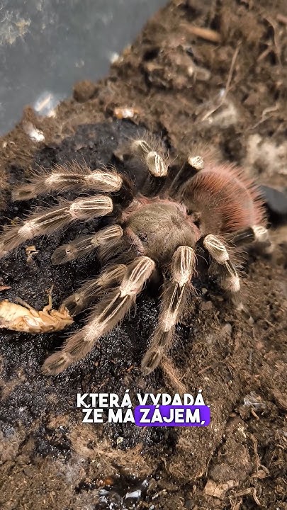 Sklípkan mě vyděsil 🤣 #chov #chovatel #protebe #teraristika #cz #czech #pavouci #sklipkan - YouTube