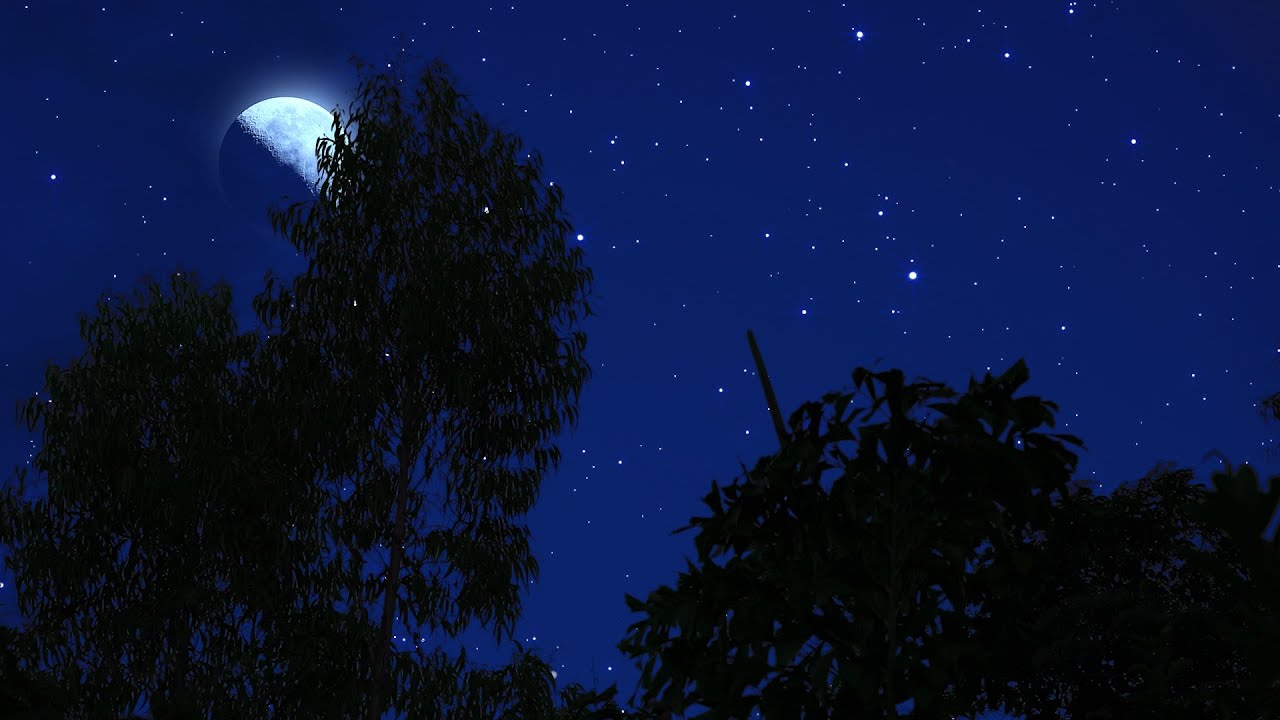 Cricket and Frog Sounds at Night | Nighttime Ambience for Relaxation ...