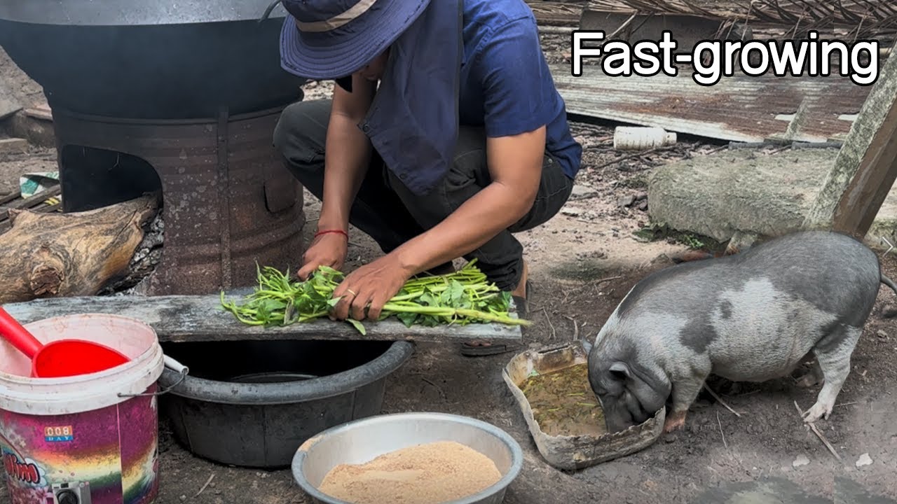 How to make low cost pig feed | Homemade Pig feed - YouTube