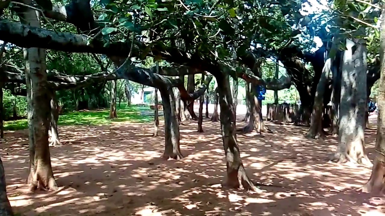 Auroville Tamil Nadu: This is ONE Giant Banyan tree near Matrimandir ...