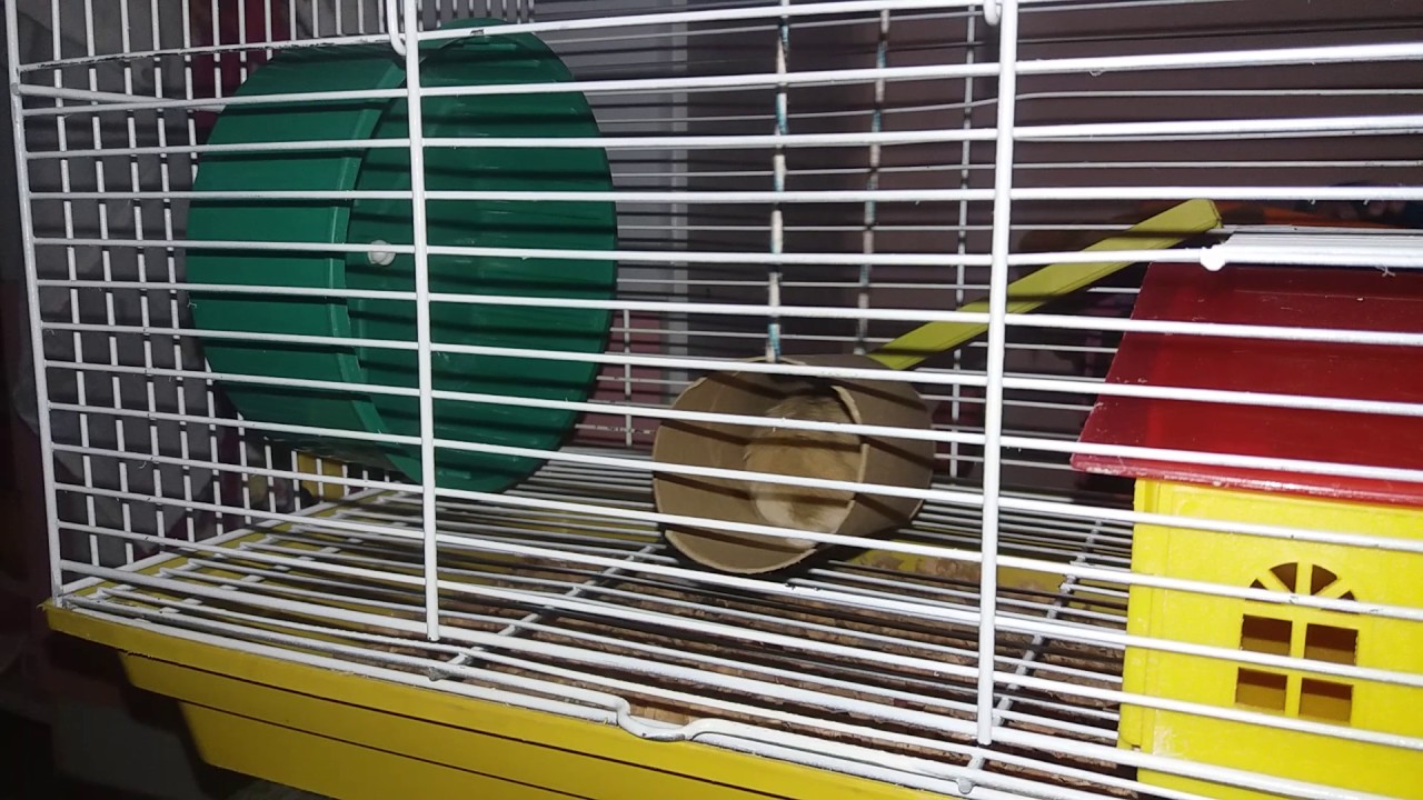 Hamster Anão Russo Miguelzinho fofinho - YouTube
