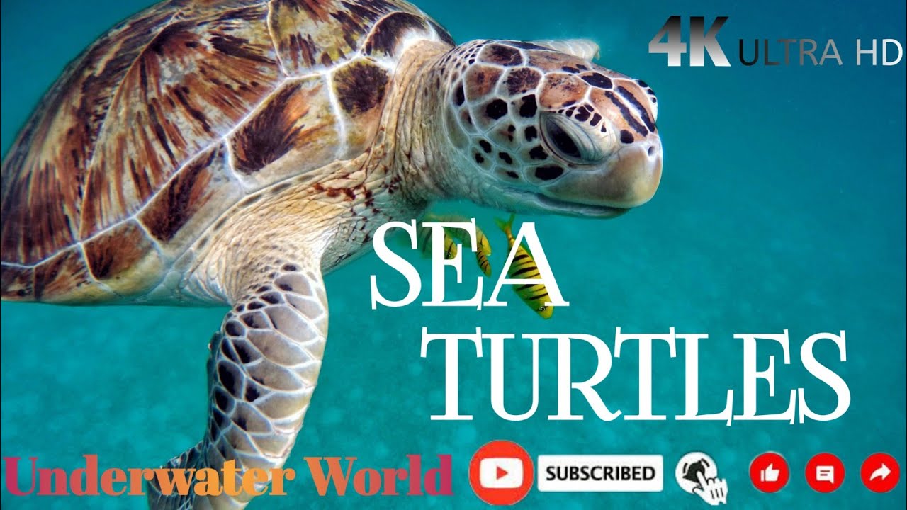 SEA TURTLES || LIFE OF NATURE || Underwater World || The most beautiful ...