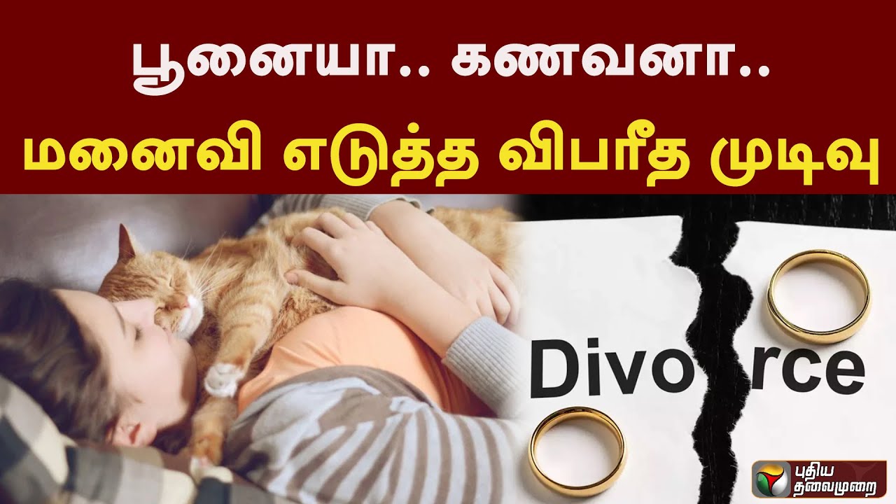 பூனையா.. கணவனா.. மனைவி எடுத்த விபரீத முடிவு | divorce | Cat | PTD - YouTube