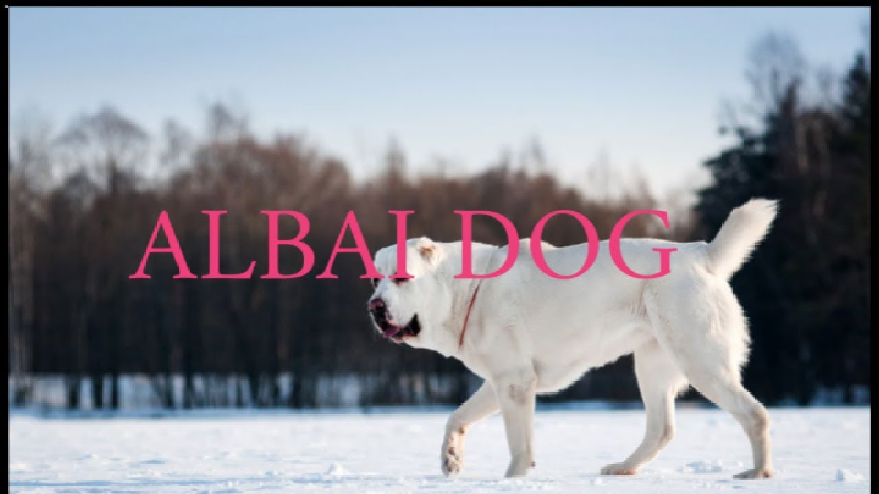 albia dog - YouTube