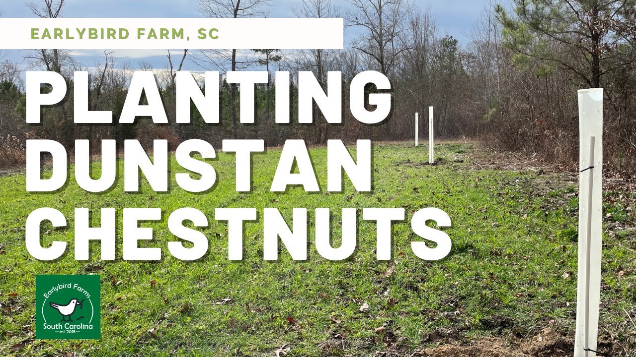 Planting Chestnut Trees for Deer and For Us To Eat - YouTube