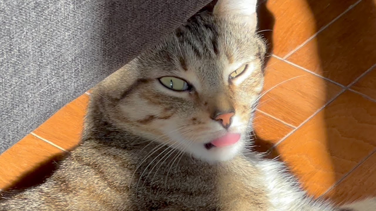 You are witnessing an ultra-rare mega blep - YouTube