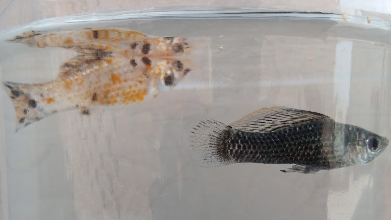 Molly fish my setup entry - YouTube