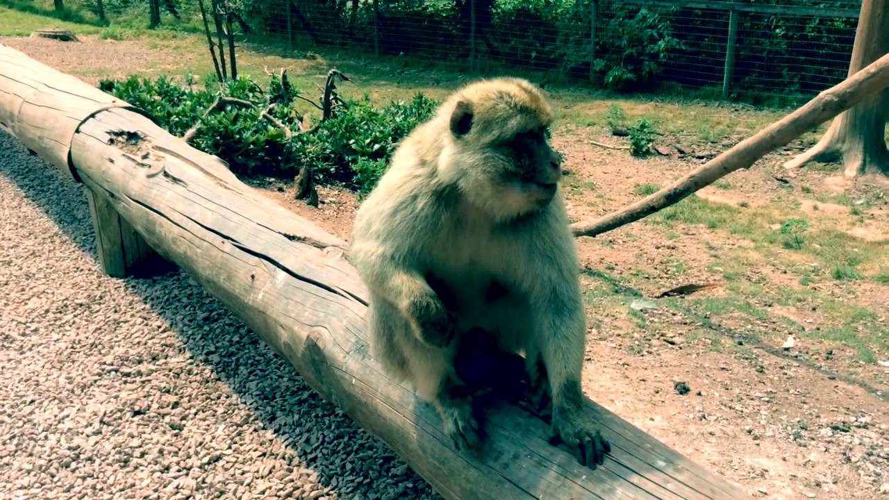 Monkey is eating Popcorn :D - YouTube