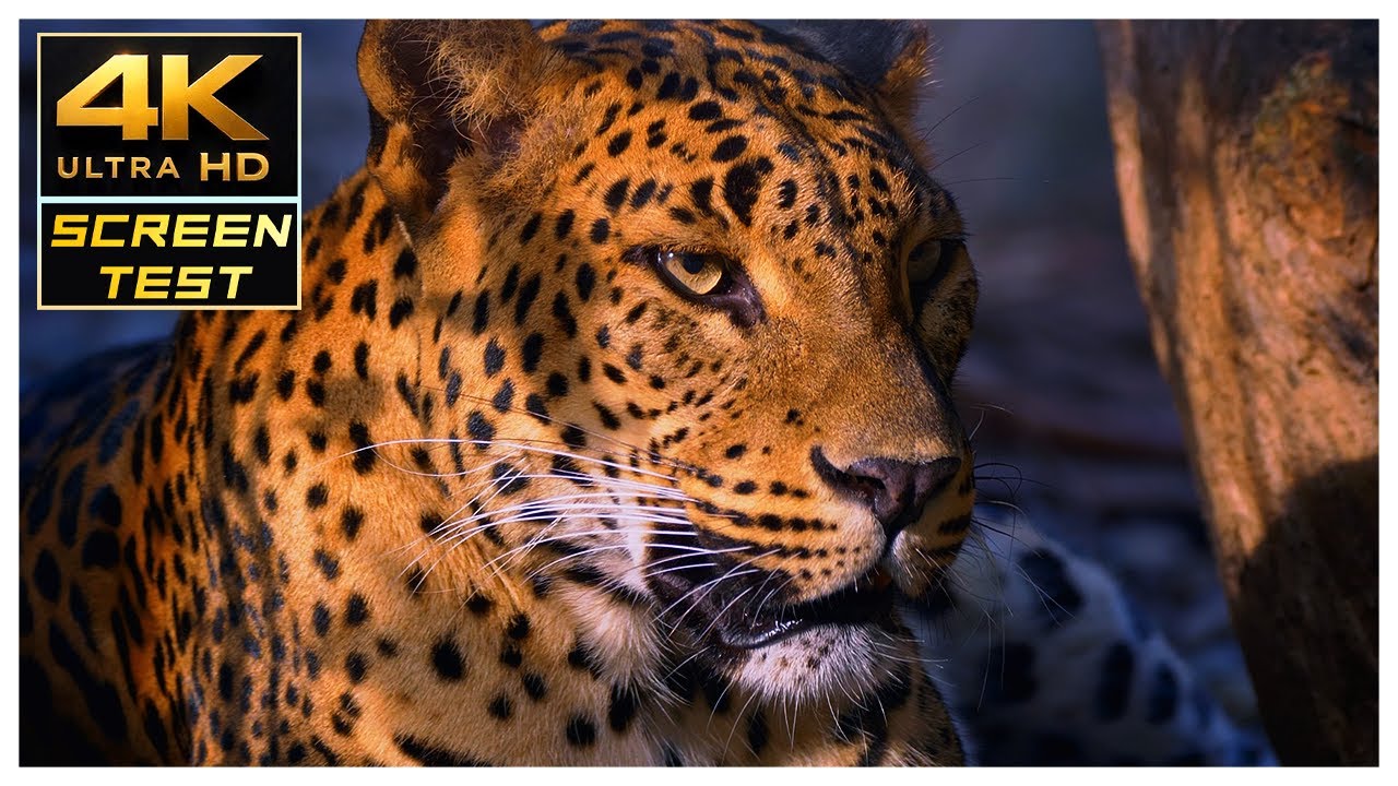 🌍 4K Ultra HD Screen Test - Experience Flawless Visual Precision! - YouTube