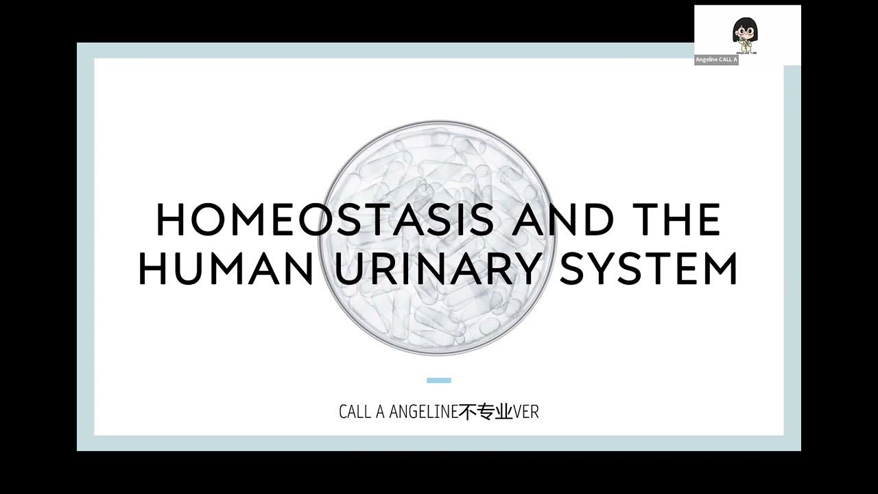 啊?! FORM 4 CHAPTER 13 BIOLOGY 还能这样学 | C13 Homeostasis and the Human ...