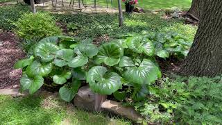 Best Plants Series - Leopard Plant