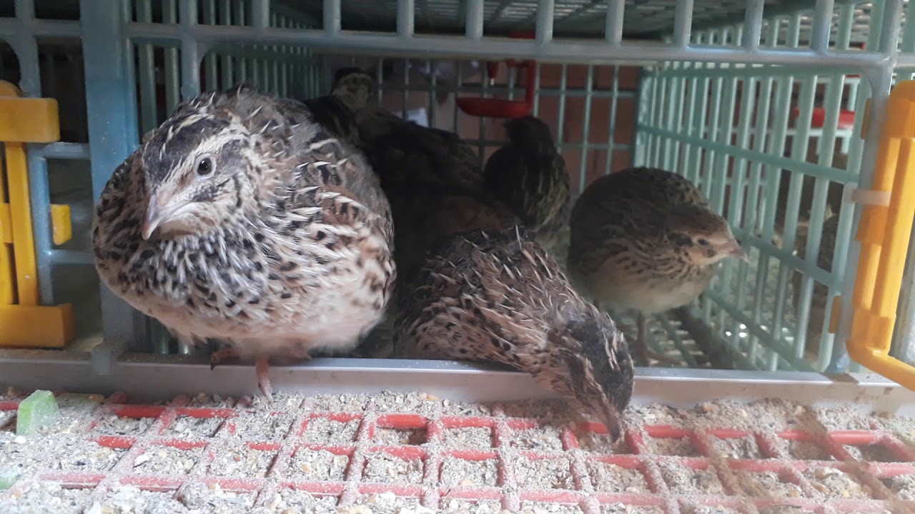 Bildircin Cinsleri Tanitimi 5 Farkli Cins Görsel SİPARİŞ 0536 763 53 77 ...