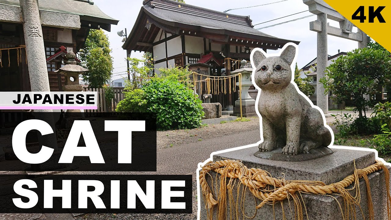 【4K】Amazing Japanese CAT SHRINE | Shinto Shrine Walk GoPro POV - YouTube