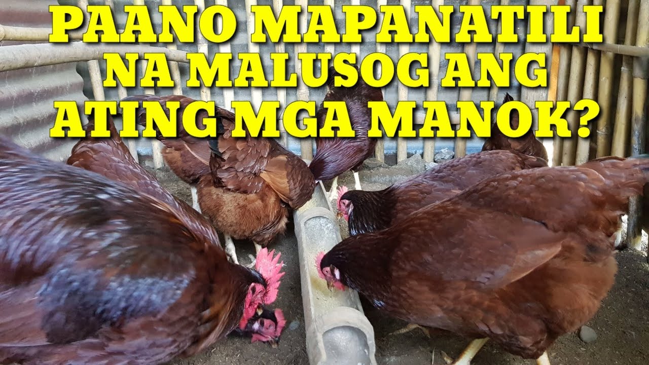 PAANO MAPANATILI NA MALUSOG ANG ATING MGA MANOK?|BACKYARD FARMING ...