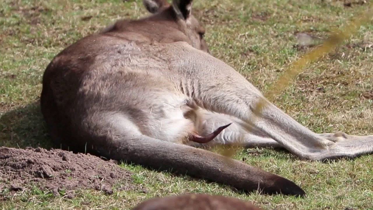 Kangaroo Erection Youtube