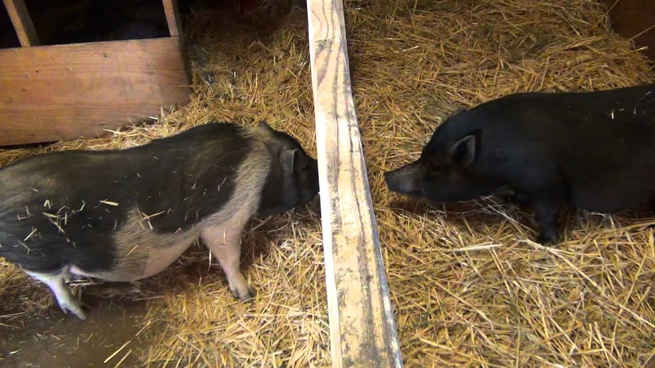 Harvest Home Animal Sanctuary: Mohawk the Pig meets new Girlfriend ...