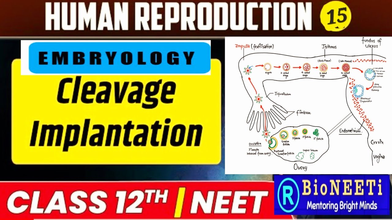 Cleavage & Implantation L15 Embryology NEET Biology Human Reproduction ...