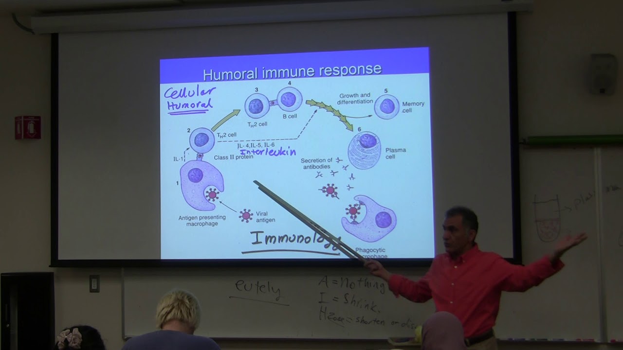 Amir Muscle & Circulaiton Part 2 F18 - YouTube