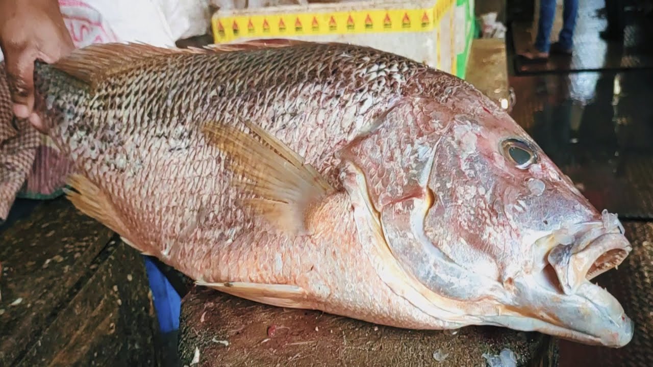 Amazing Cutting Skills | Big Red Emperor Fish Cutting Skills Live In BD ...