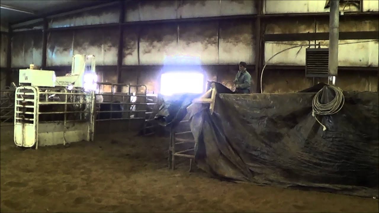Cee Little Red roping - YouTube