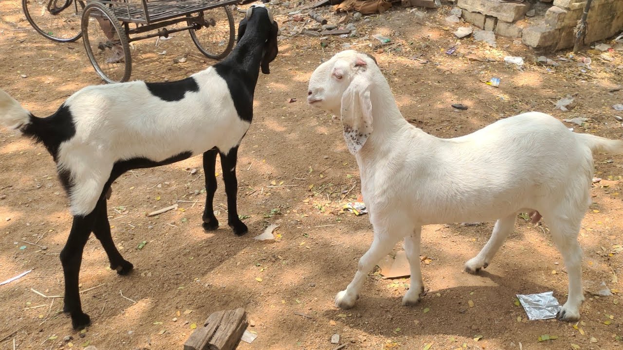 sabse bade bakriya available in Hyderabad mallepally | Sojat aur beetal ...