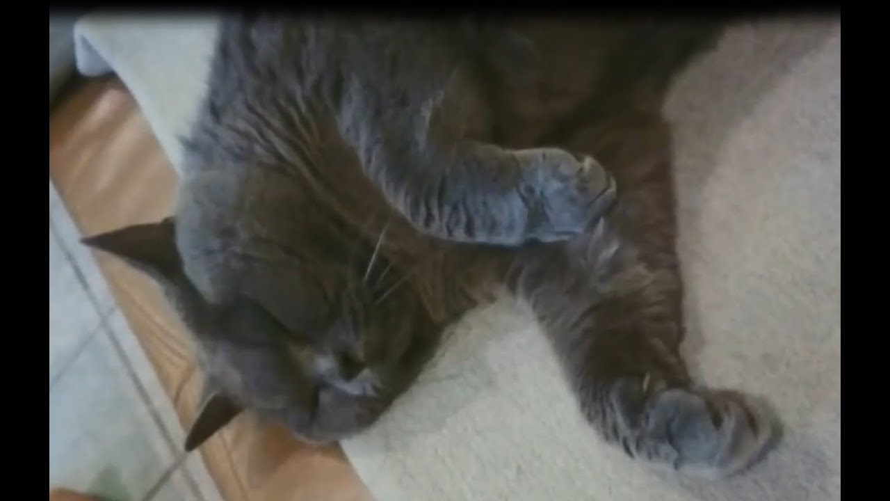Cat kicking / thrashing about her paws in sleep - YouTube
