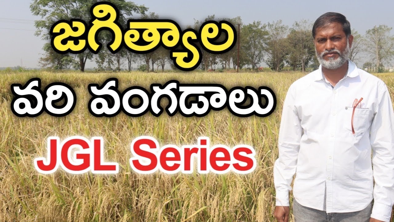 జగిత్యాల వరి వంగడాలు.. వివరాలు | JGL Paddy Seeds | రైతు బడి - YouTube