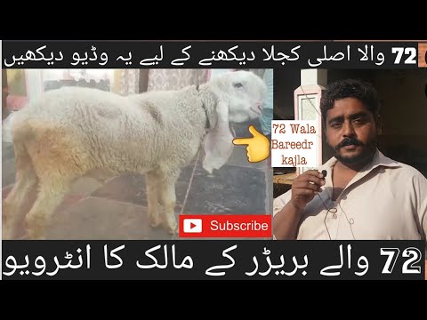72 wala Bareedr | 72 wale kajly k malik ka Interview | Sargodha ka No 1 Bareedr