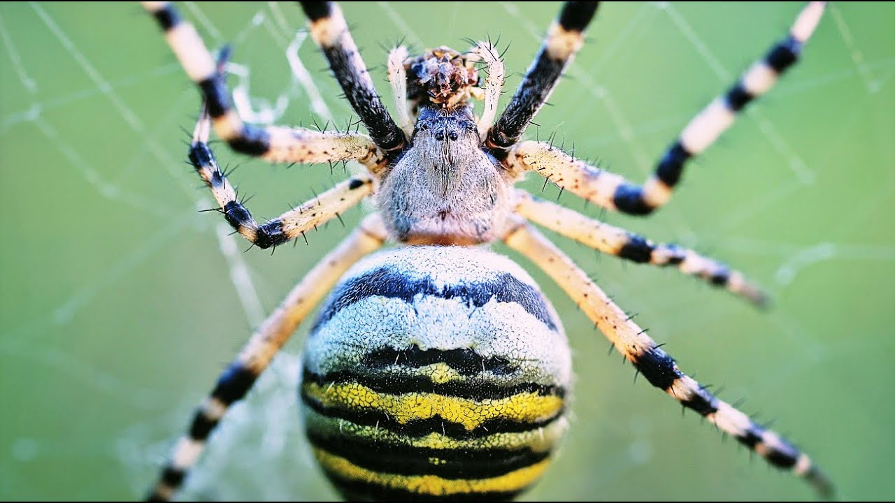 Leven van een wespspin (tijgerspin) - YouTube